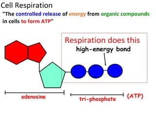 Respiration (Core) | PPT