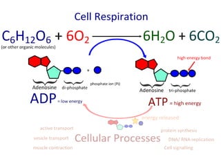 Respiration (Core) | PPT | Free Download