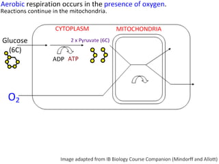 Respiration (Core) | PPT