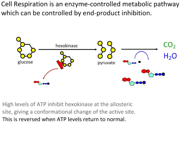 Respiration (Core) | PDF