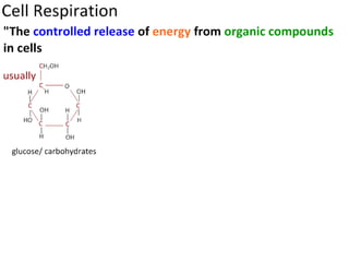 Respiration (Core) | PPT