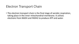 Respiration Plant Physiology Explained in Brief Class 12 | PPTX