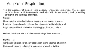 Respiration Plant Physiology Explained in Brief Class 12 | PPTX