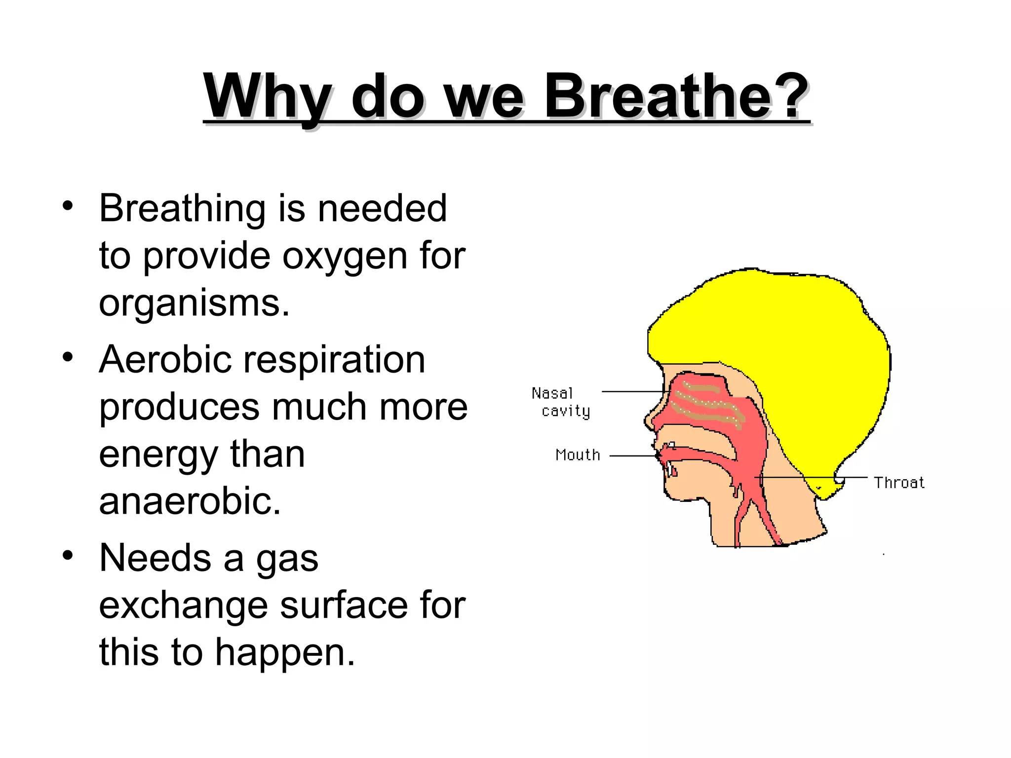 Respiration & gas exchange | PPT