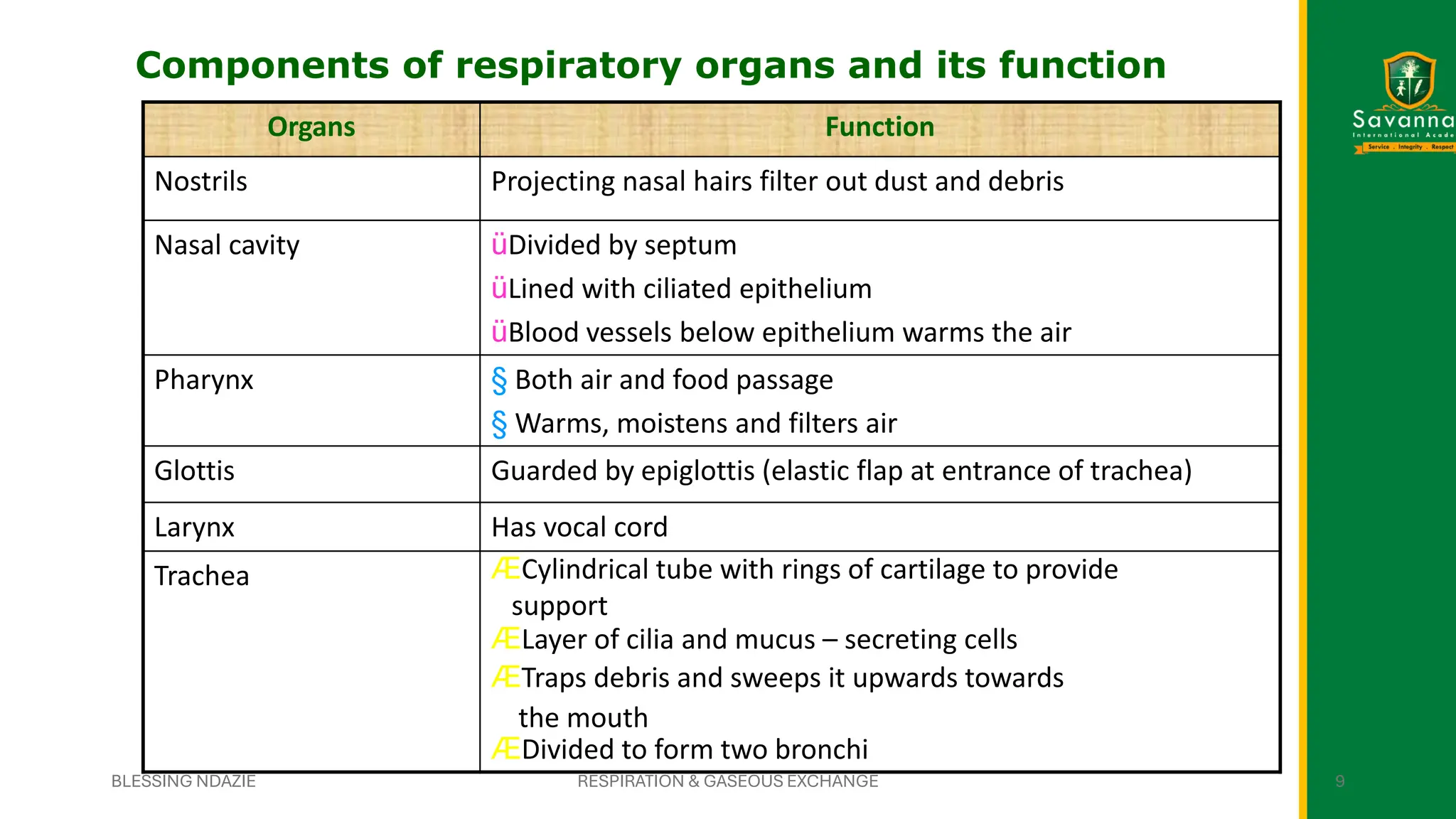 Respiration & Gas Exchange | Cambridge IGCSE Biology | PDF