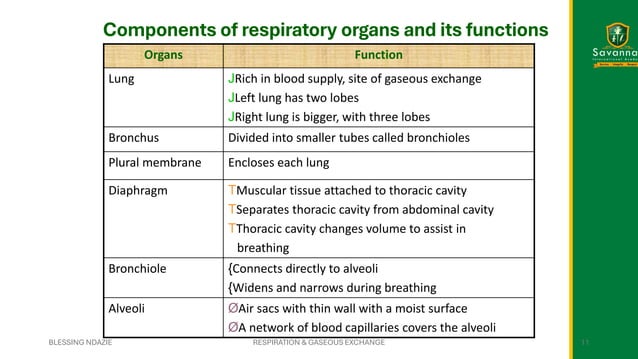 Respiration & Gas Exchange | Cambridge IGCSE Biology | PDF