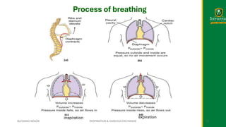 Respiration & Gas Exchange | Cambridge IGCSE Biology | PDF