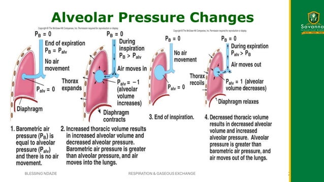 Respiration & Gas Exchange | Cambridge IGCSE Biology | PDF