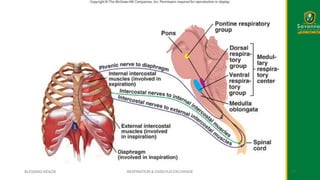 Respiration & Gas Exchange | Cambridge IGCSE Biology | PDF