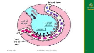 Respiration & Gas Exchange | Cambridge IGCSE Biology | PDF