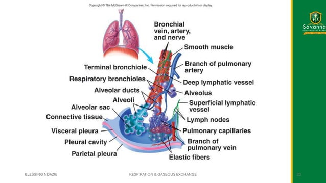 Respiration & Gas Exchange | Cambridge IGCSE Biology | PDF