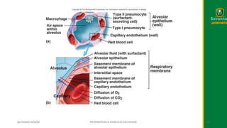 Respiration & Gas Exchange | Cambridge IGCSE Biology | PDF