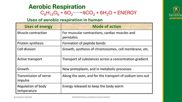 Respiration & Gas Exchange | Cambridge IGCSE Biology | PDF