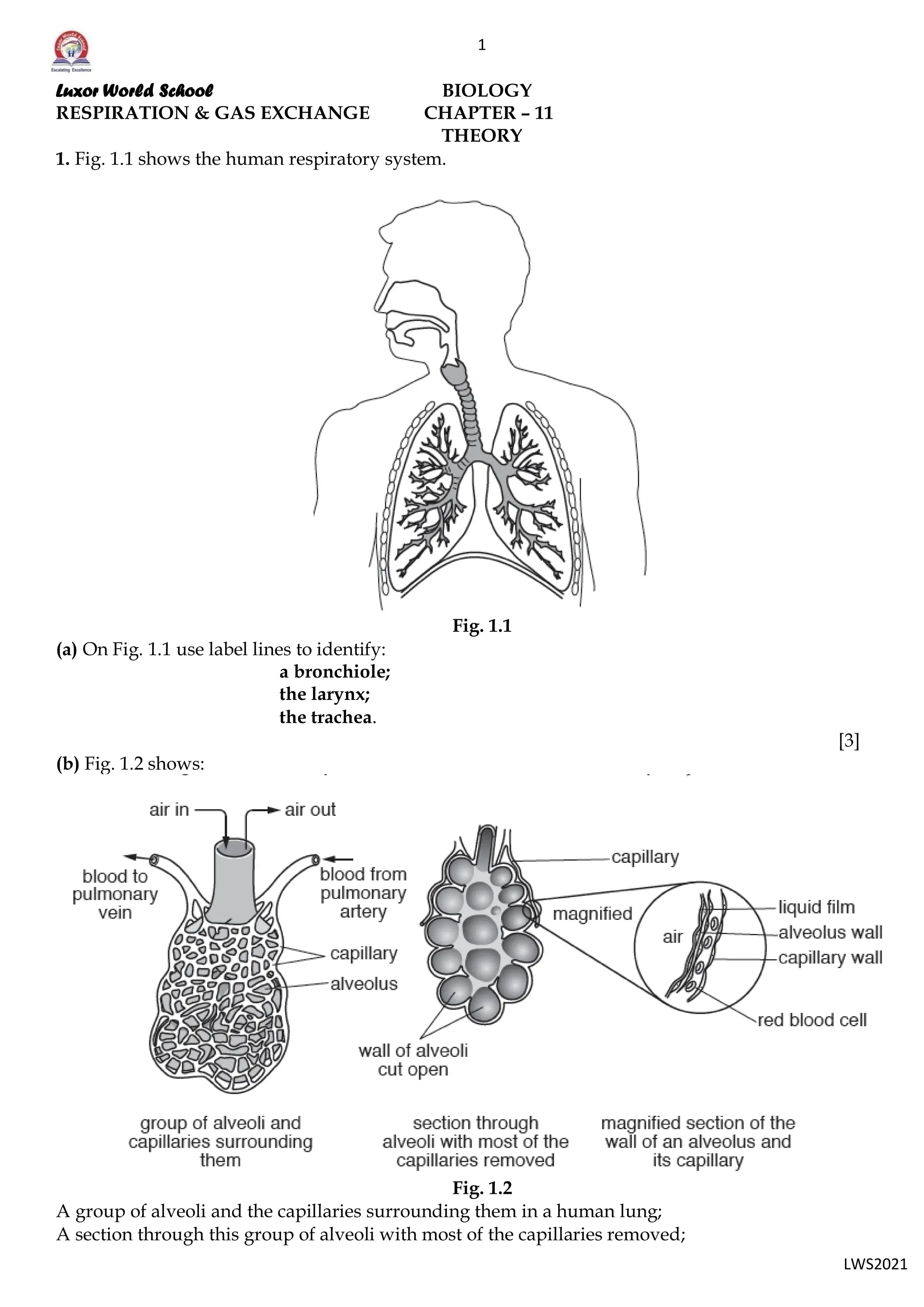 RESPIRATION & GAS EXCHANGE THEORY QP.pdf