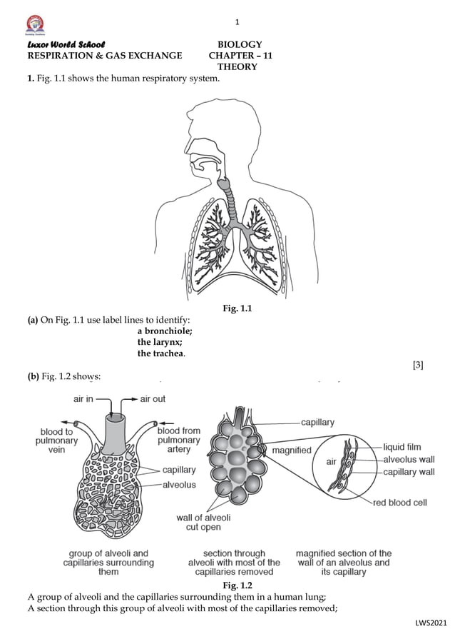 RESPIRATION & GAS EXCHANGE THEORY QP.pdf