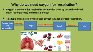 Respiration grade 7 cambridge curriculum .pptx