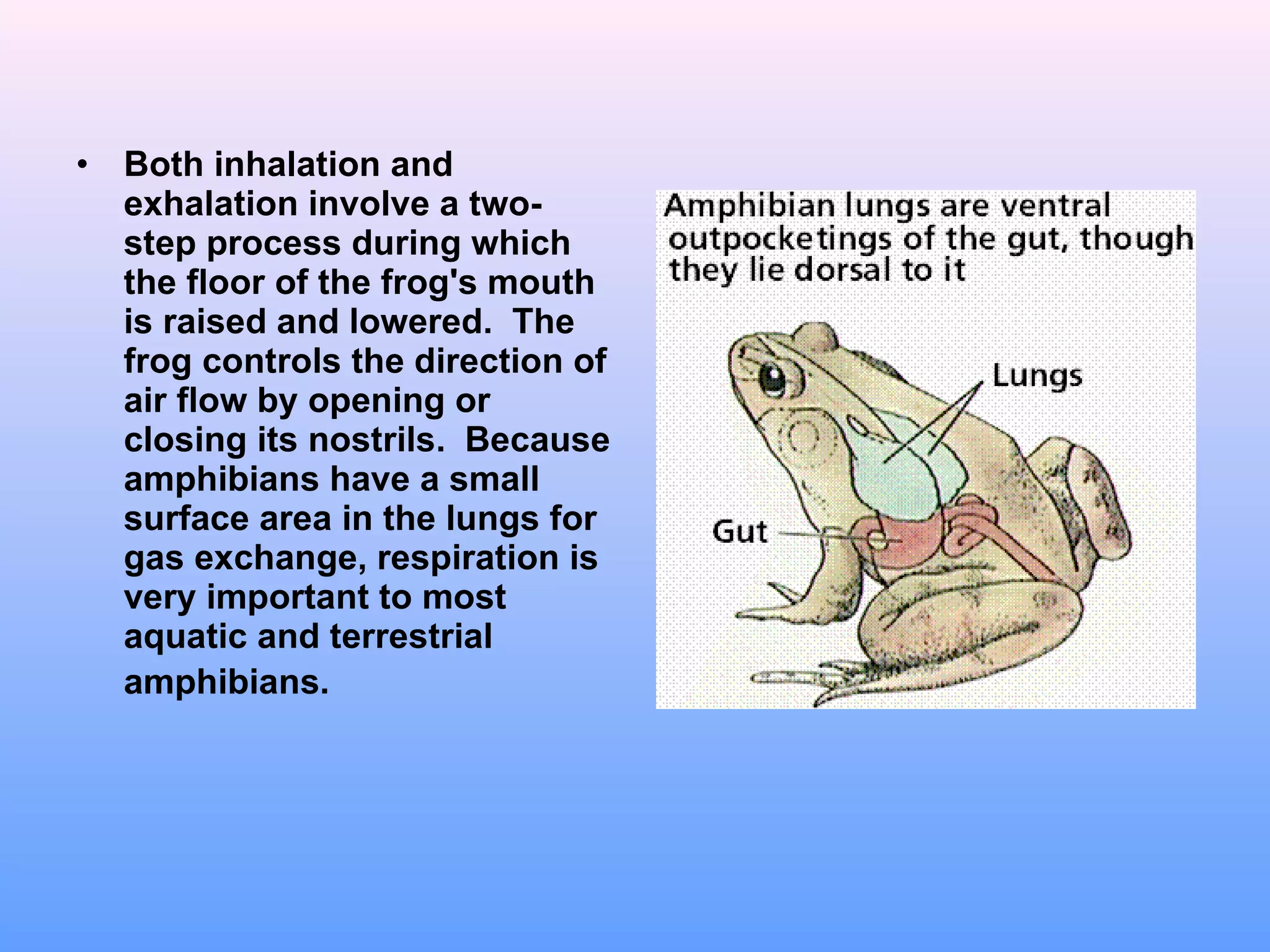 Respiration in amphibians and reptiles | PPT