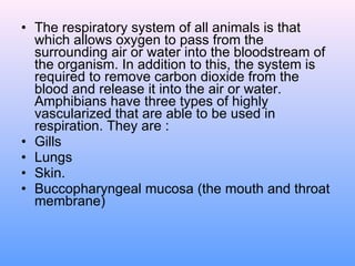 Respiration in amphibians and reptiles | PPT