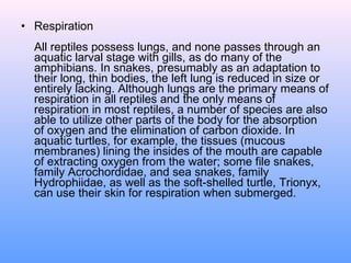 Respiration in amphibians and reptiles | PPT