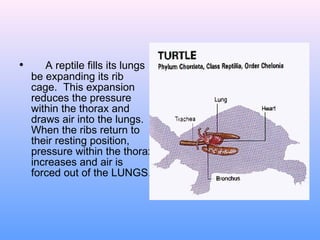 Reptiles Respiratory System