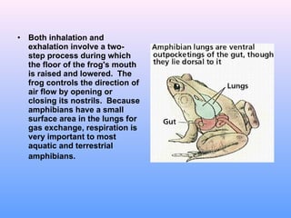 Frog Respiratory System