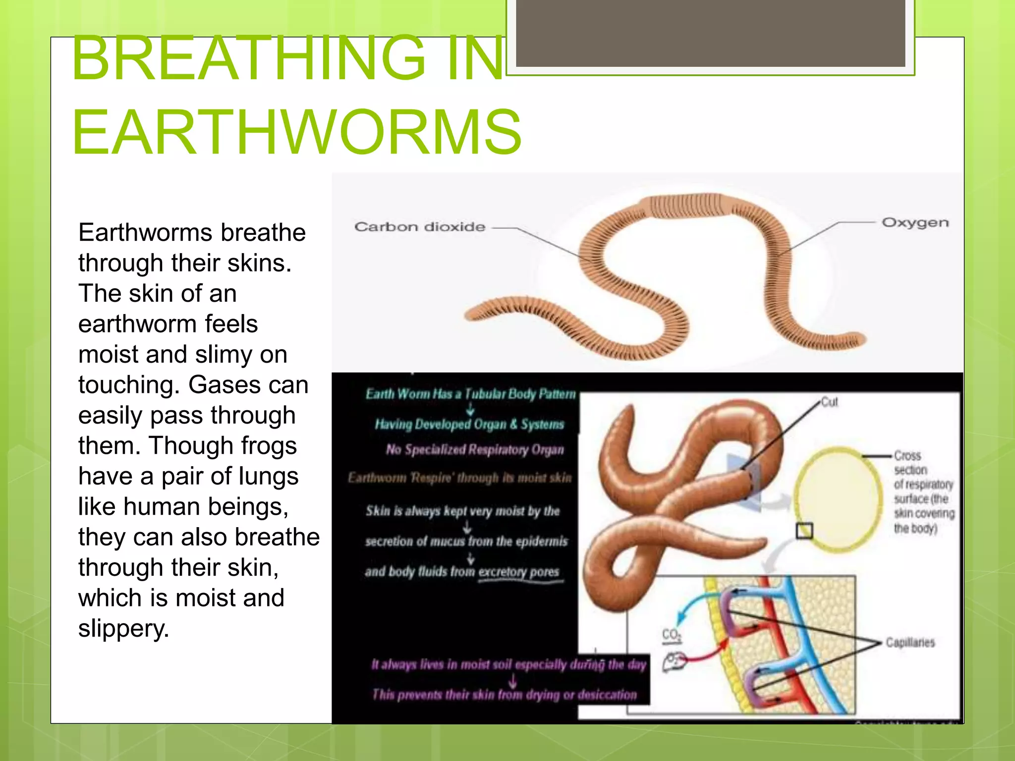 Respiration in animals bio | PPTX