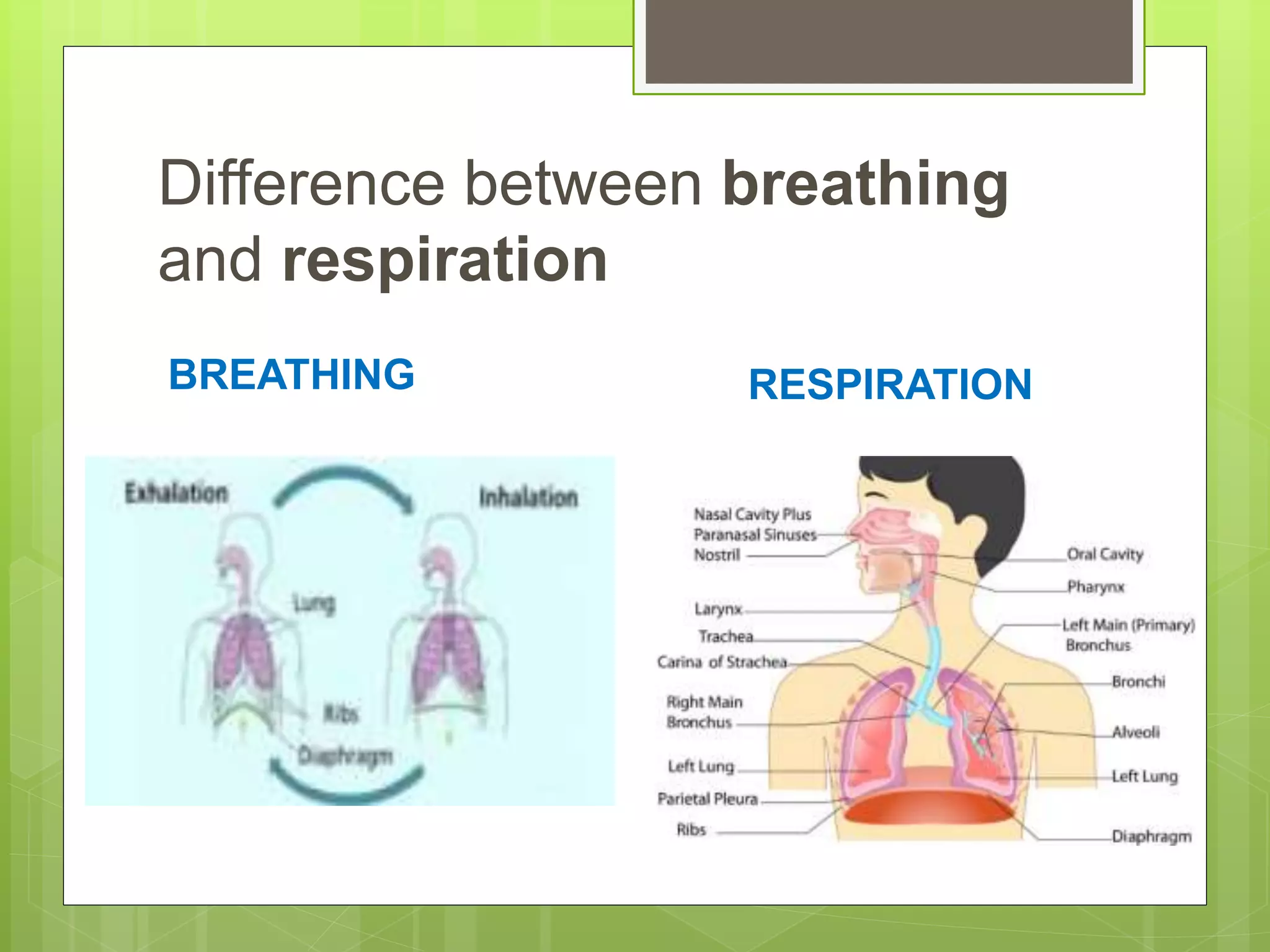 Respiration in animals bio | PPTX