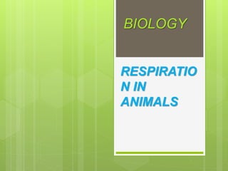 Respiration in animals bio | PPTX