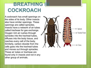 Respiration in animals bio | PPTX