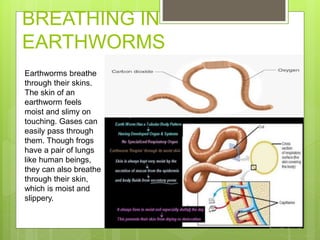 Respiration in animals bio | PPTX