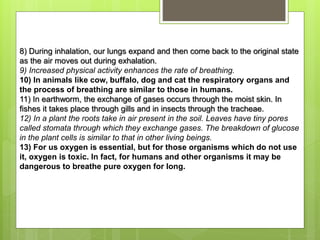 Respiration in animals bio | PPTX