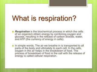 Respiration in animals bio | PPTX