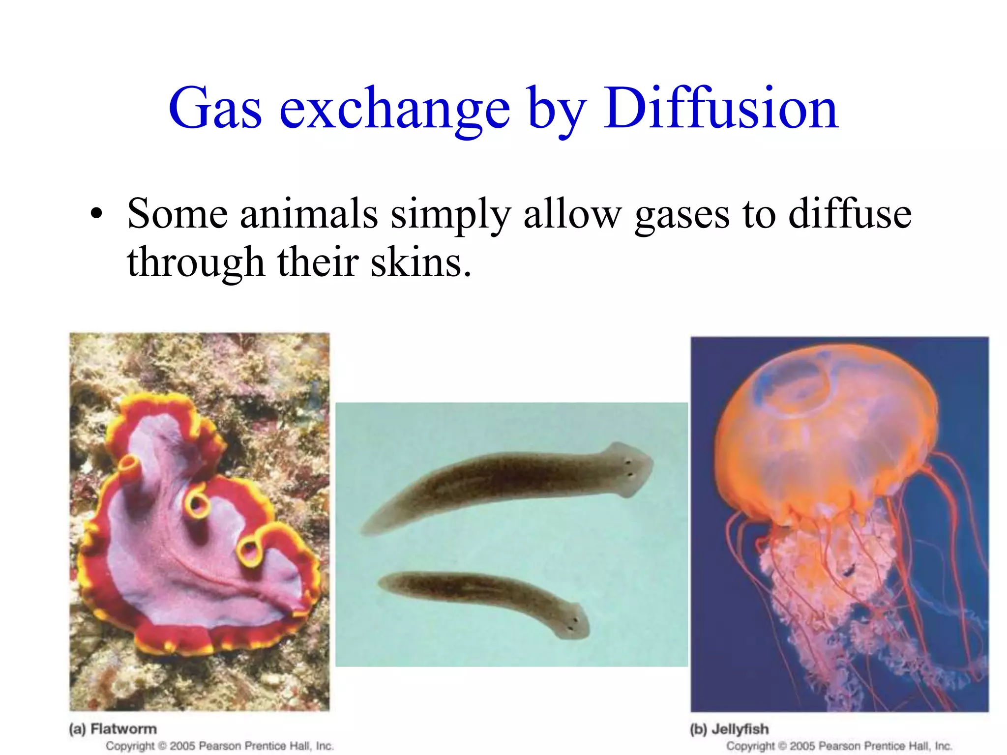 Respiration in animals final.ppt