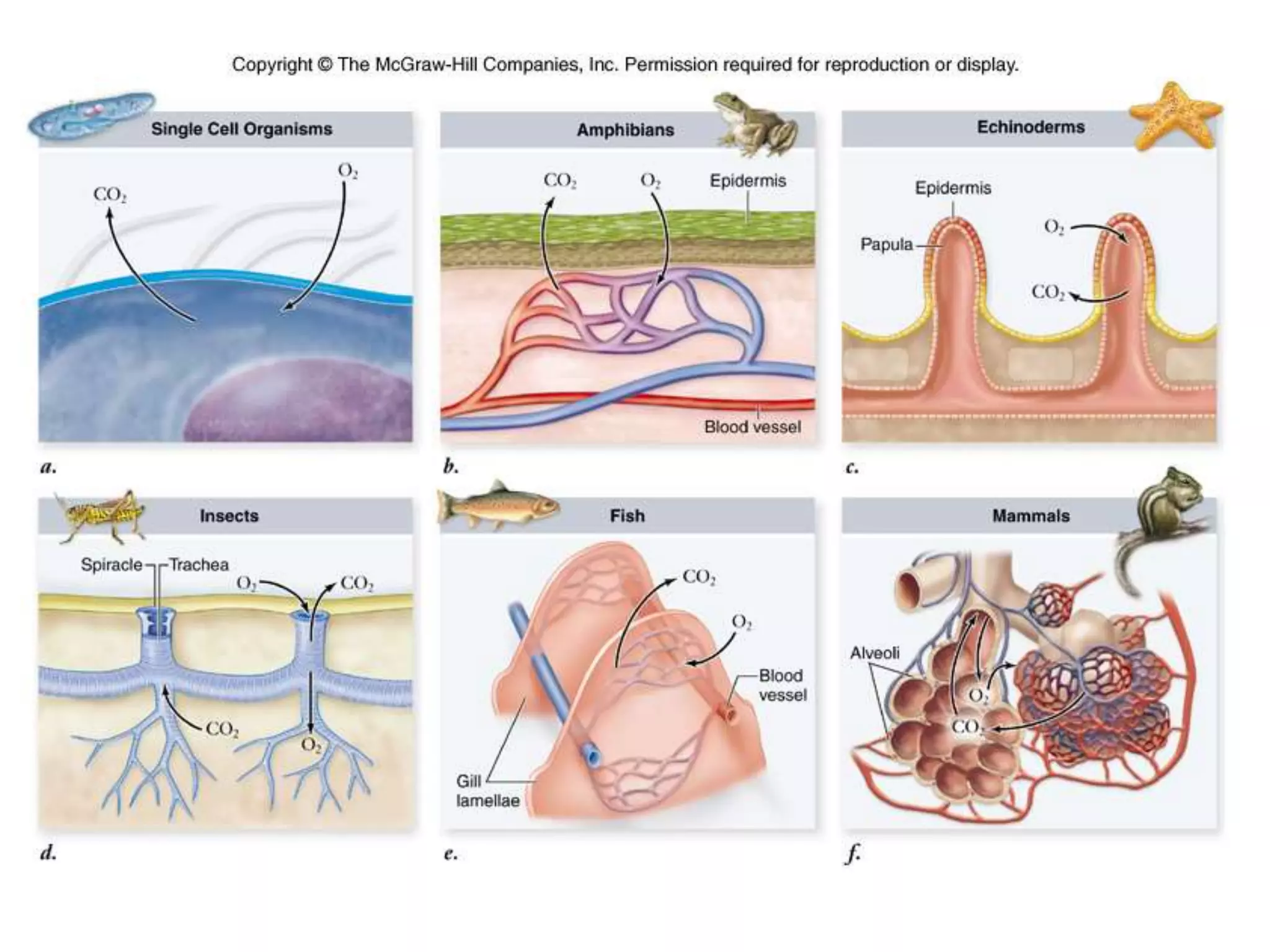 Respiration in animals final.ppt