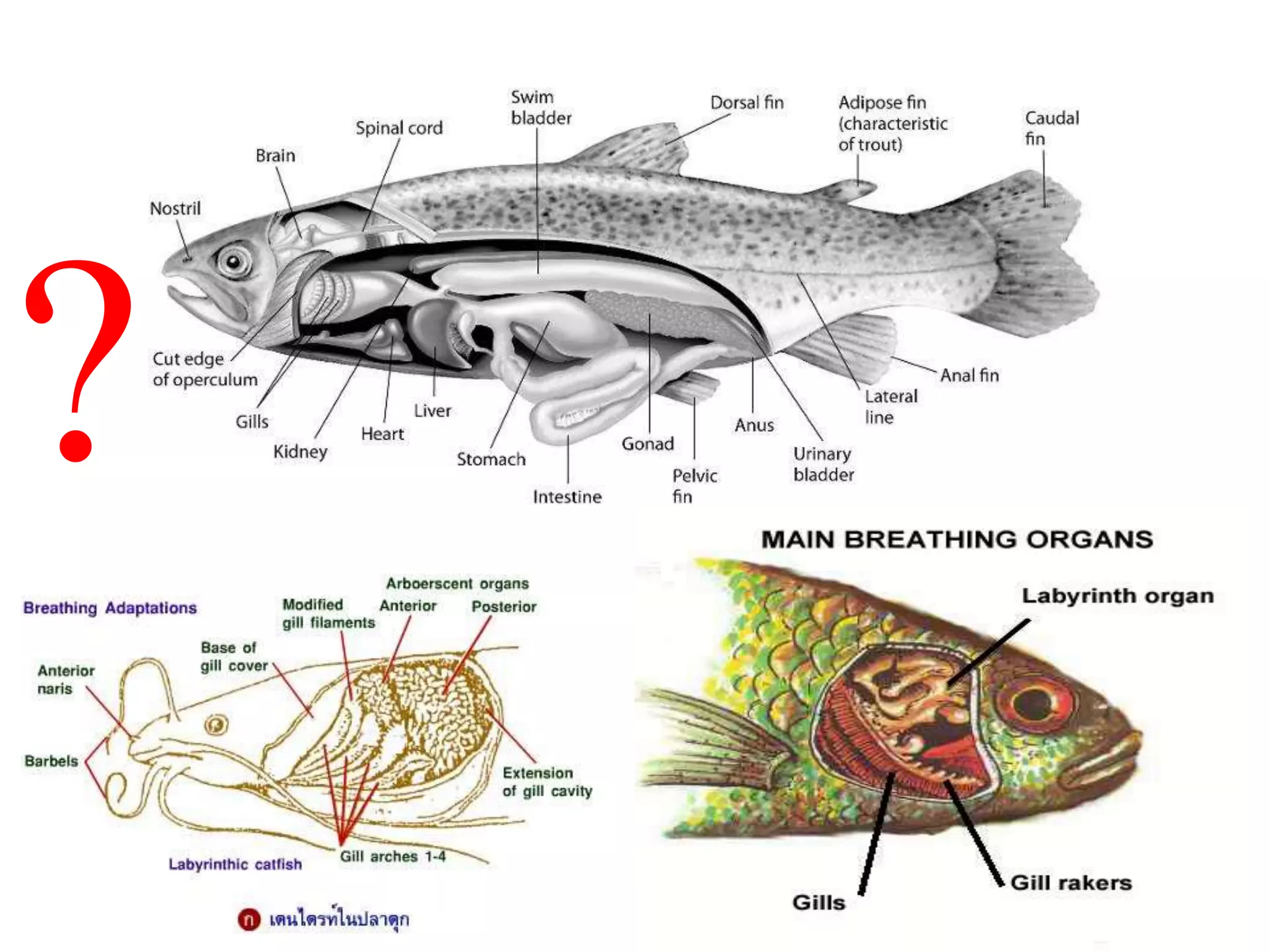Respiration in animals final.ppt
