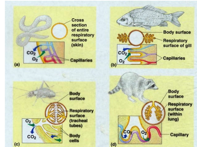 Respiration in animals final.ppt