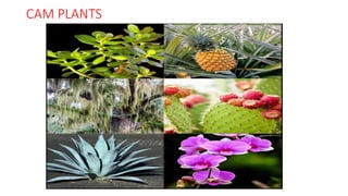 photosynthesis in CAM plants and Photorespiration | PPTX