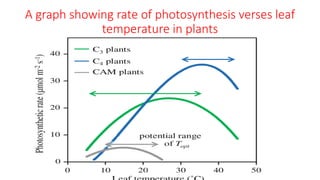 Photorespiration Graph