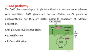 Cam Pathway In Plants