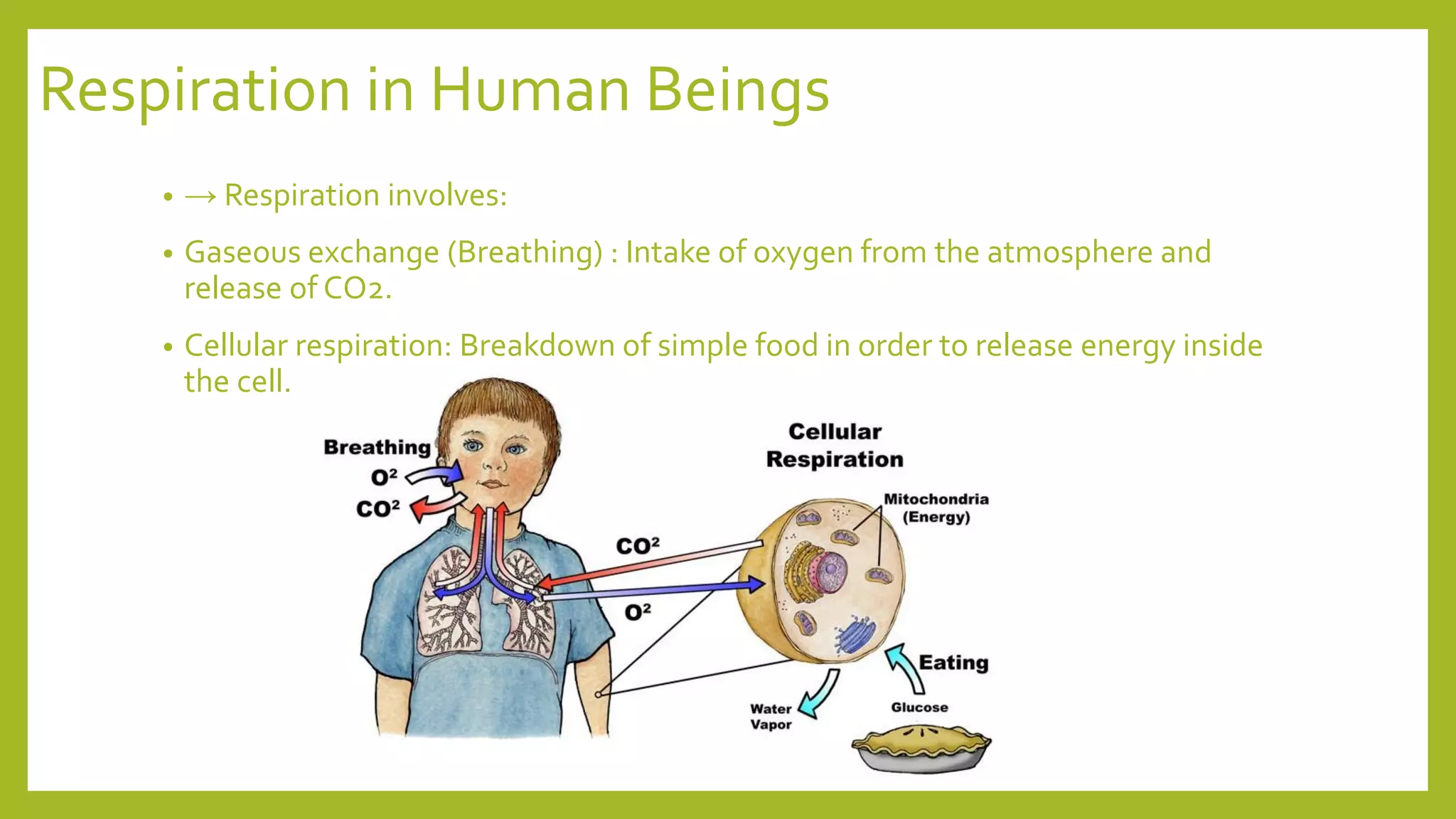 Respiration in human beings | PDF