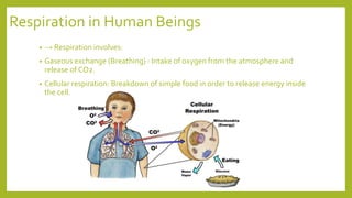 Respiration in human beings | PDF