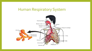 Respiration in human beings | PDF