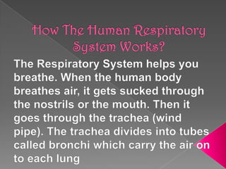Respiration in humans | PPTX