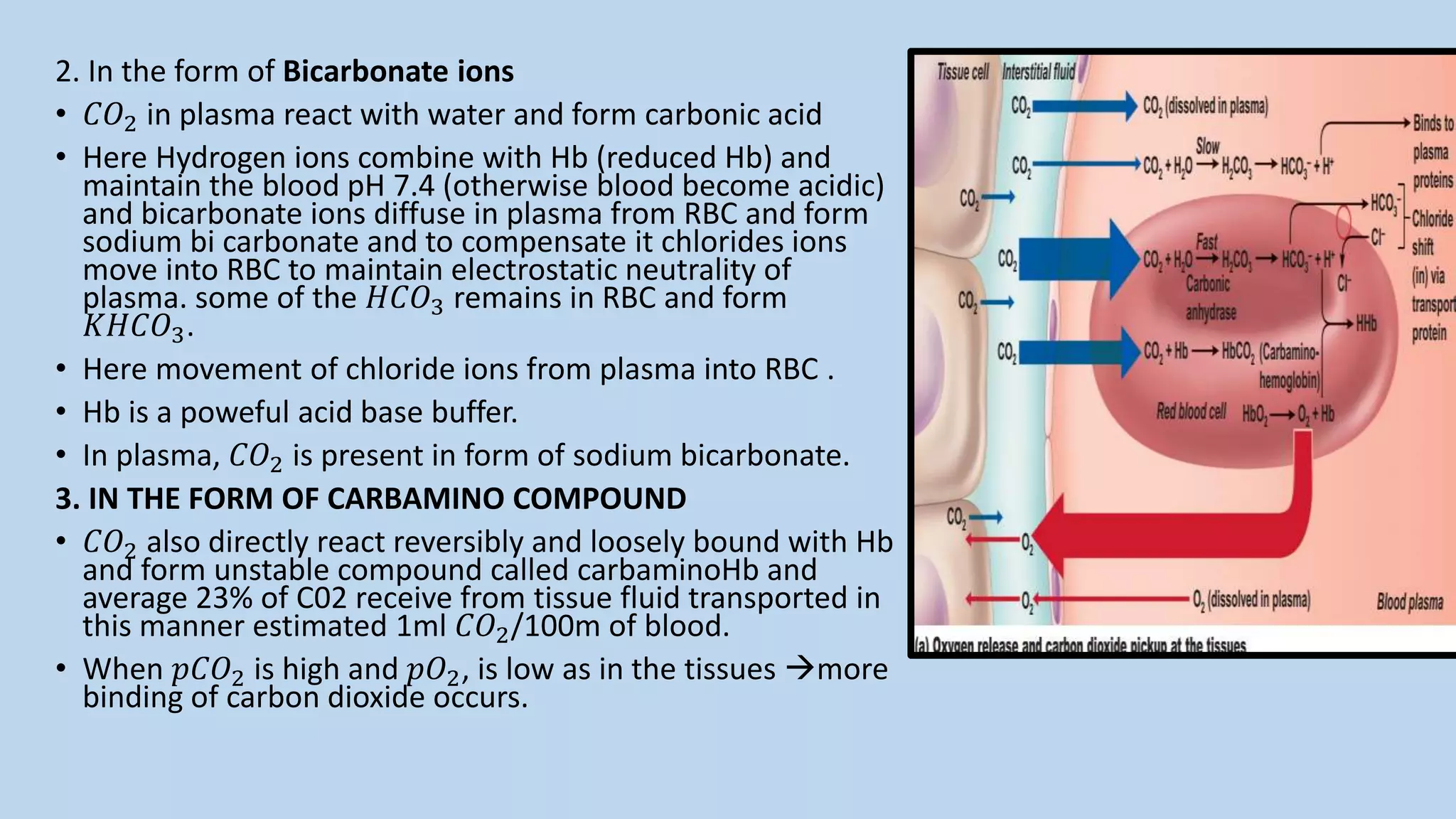Respiration in humans | PPTX