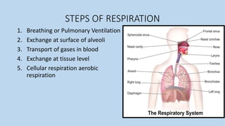 Respiration in humans | PPTX