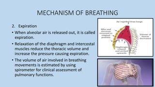 Respiration in humans | PPTX