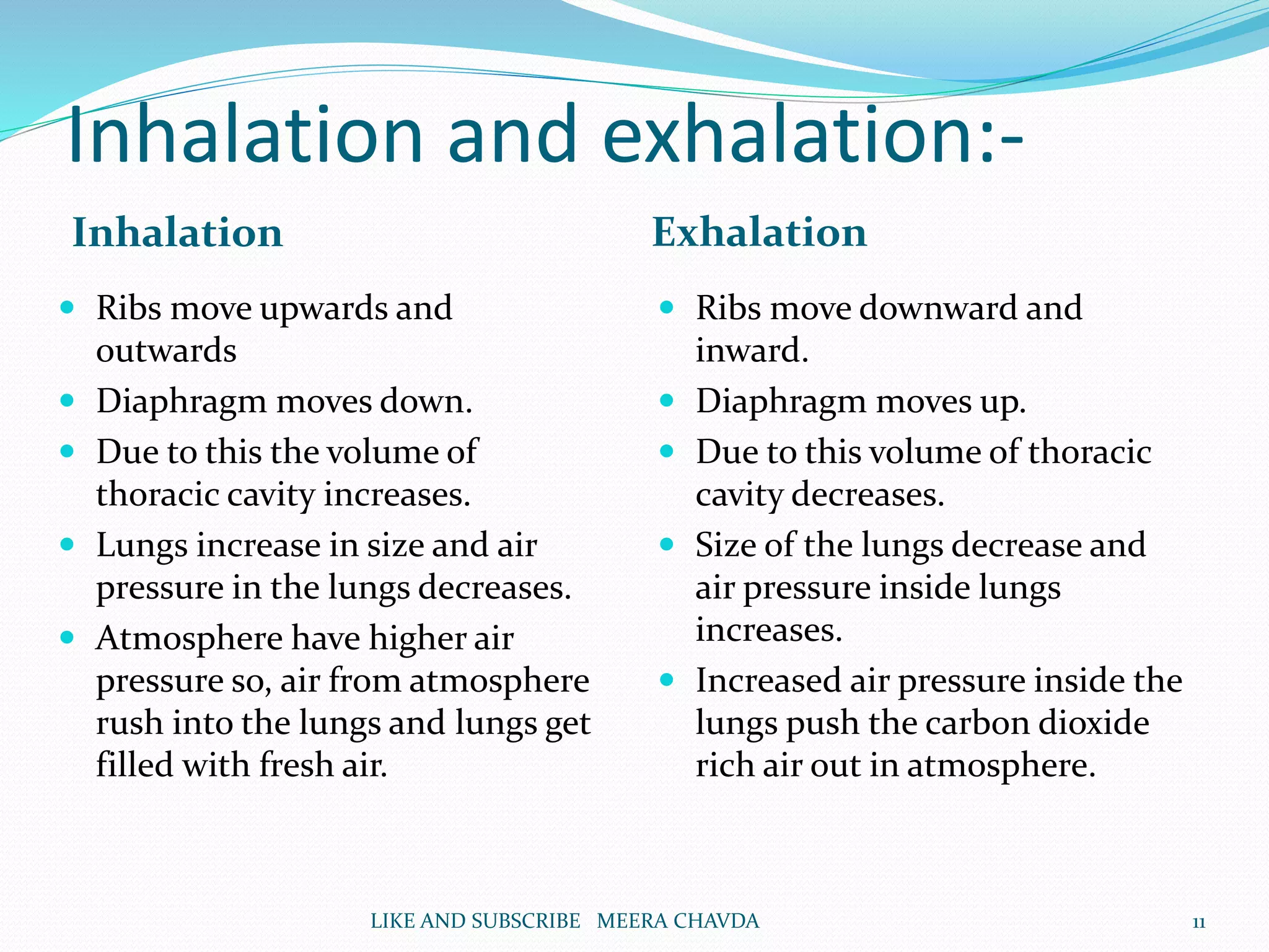 Respiration in humans grade 7 notes | PPTX