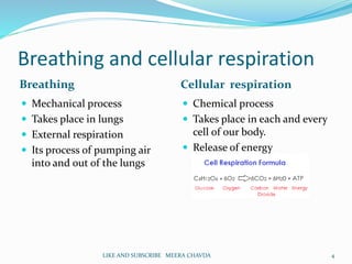 Respiration in humans grade 7 notes | PPTX