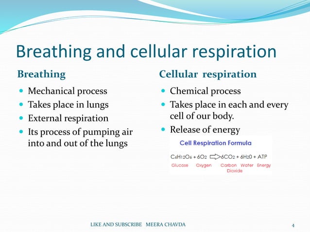Respiration in humans grade 7 notes | PPTX