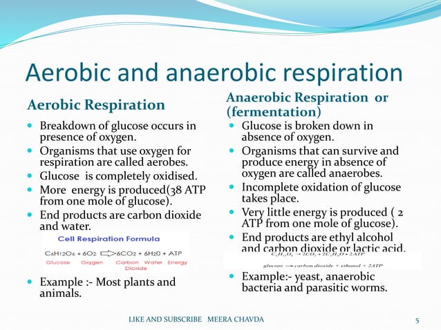 Respiration in humans grade 7 notes | PPTX
